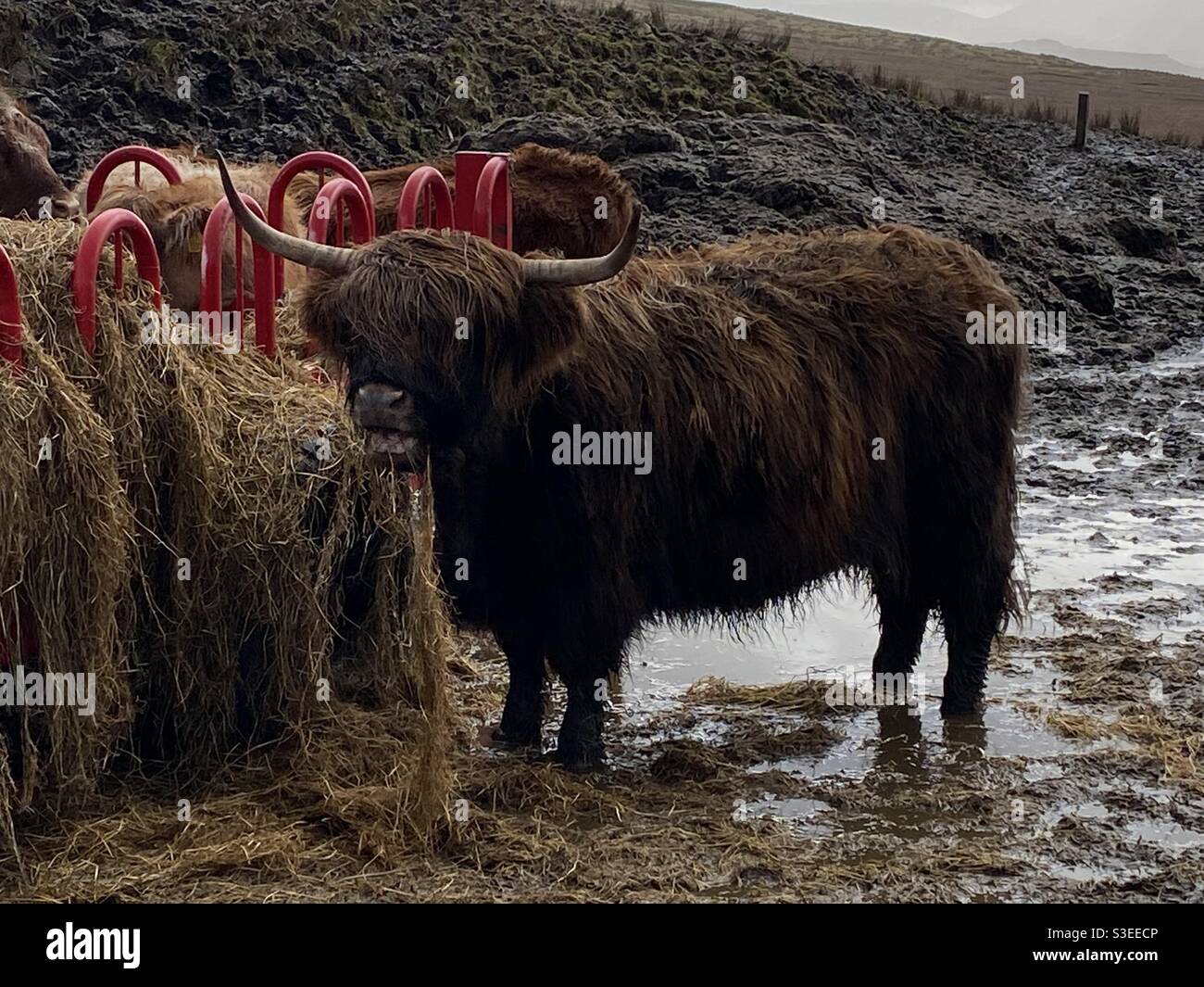 Highland cow at hay feeder hi-res stock photography and images - Alamy