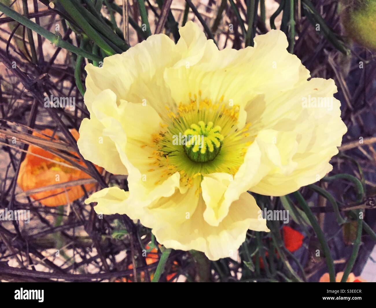 Beautiful yellow poppy flower bloom Stock Photo - Alamy