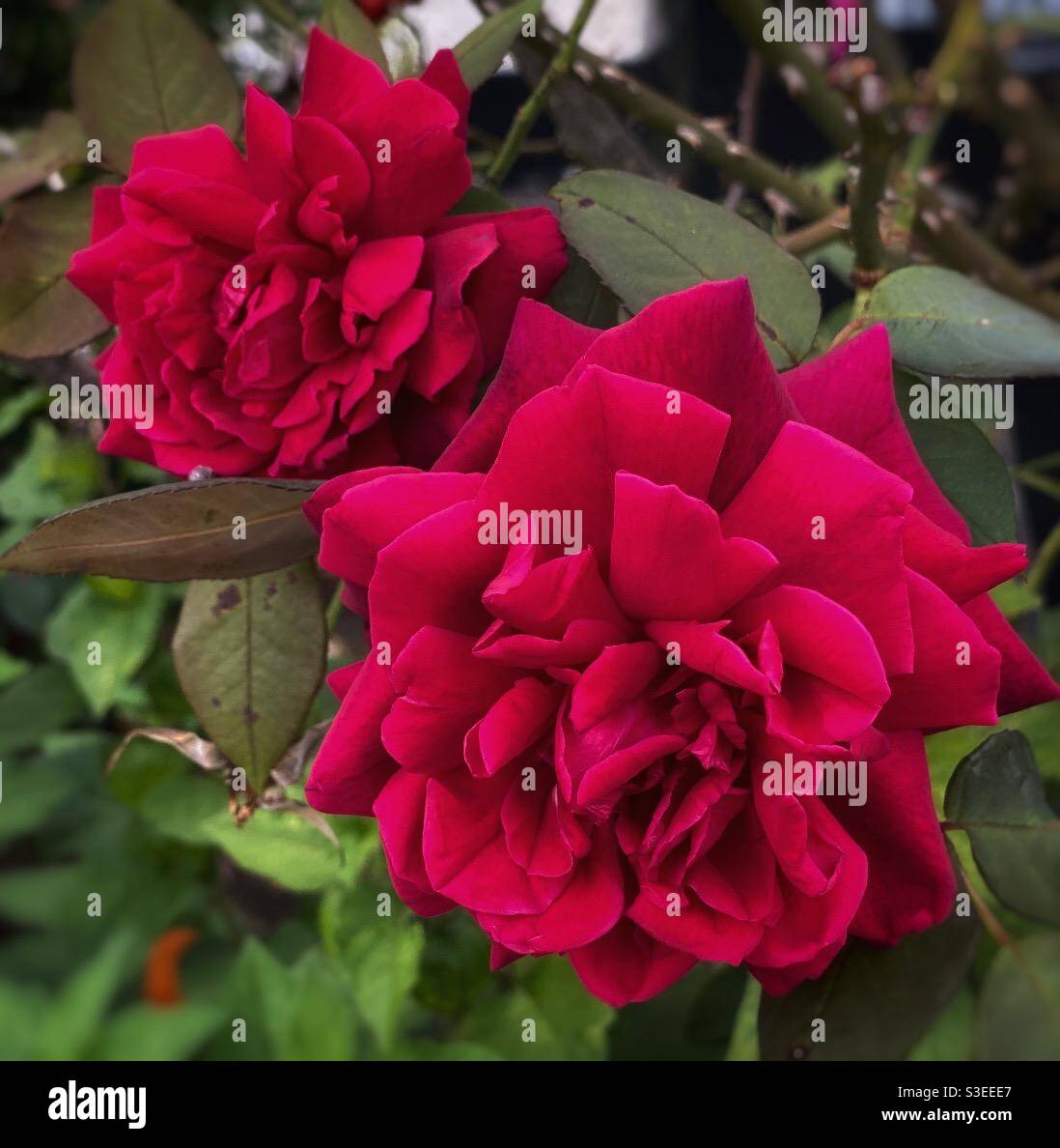 Gorgeous red roses hi-res stock photography and images - Alamy