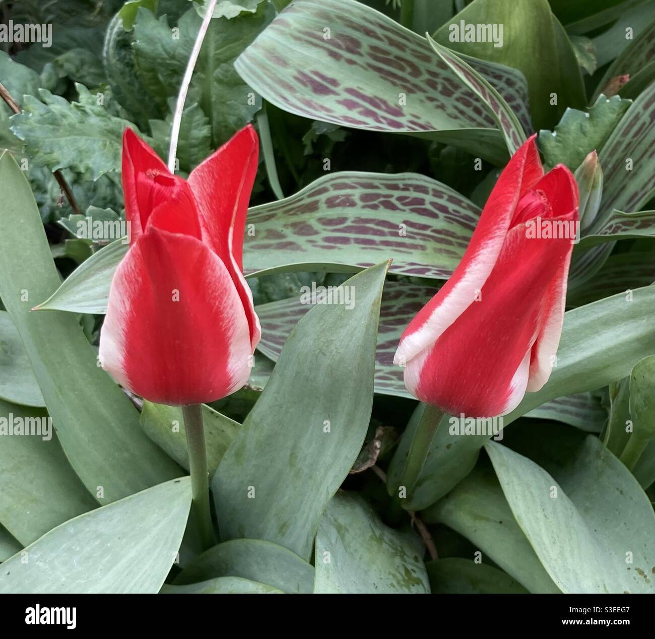 Red variegated hi-res stock photography and images - Alamy