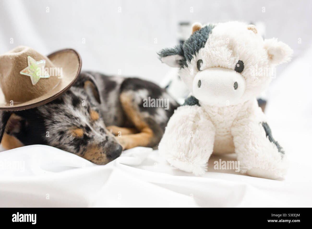 Toy aussie hi-res stock photography and images - Alamy