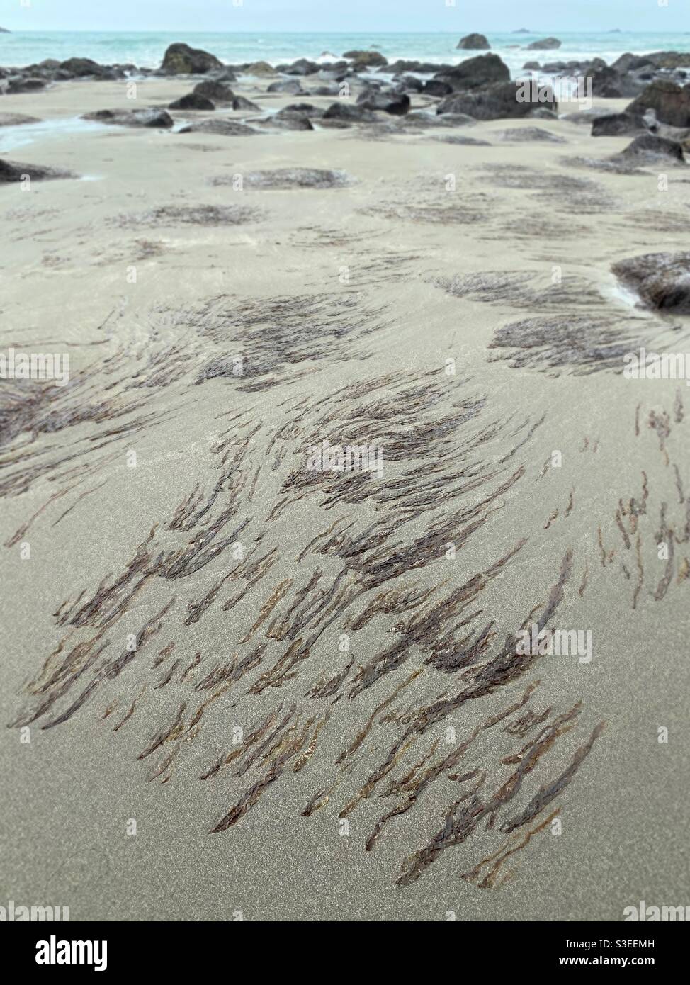 Dried seaweed on beach hi-res stock photography and images - Alamy