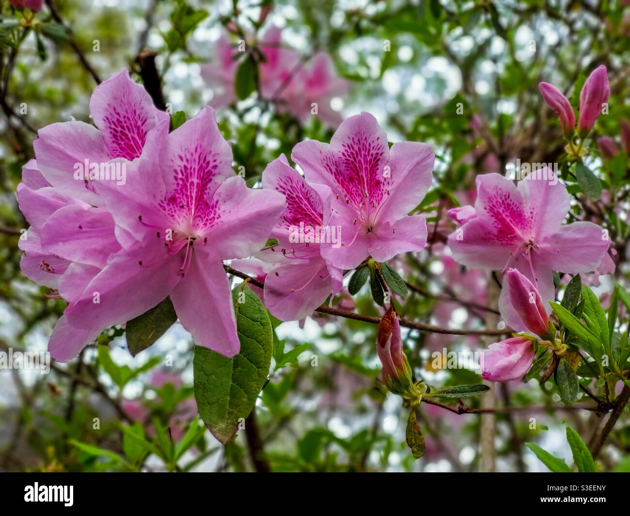 Azaleas bloom hi-res stock photography and images - Alamy