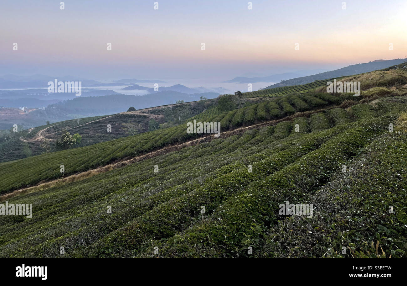 Dawn rising on tea hi-res stock photography and images - Alamy