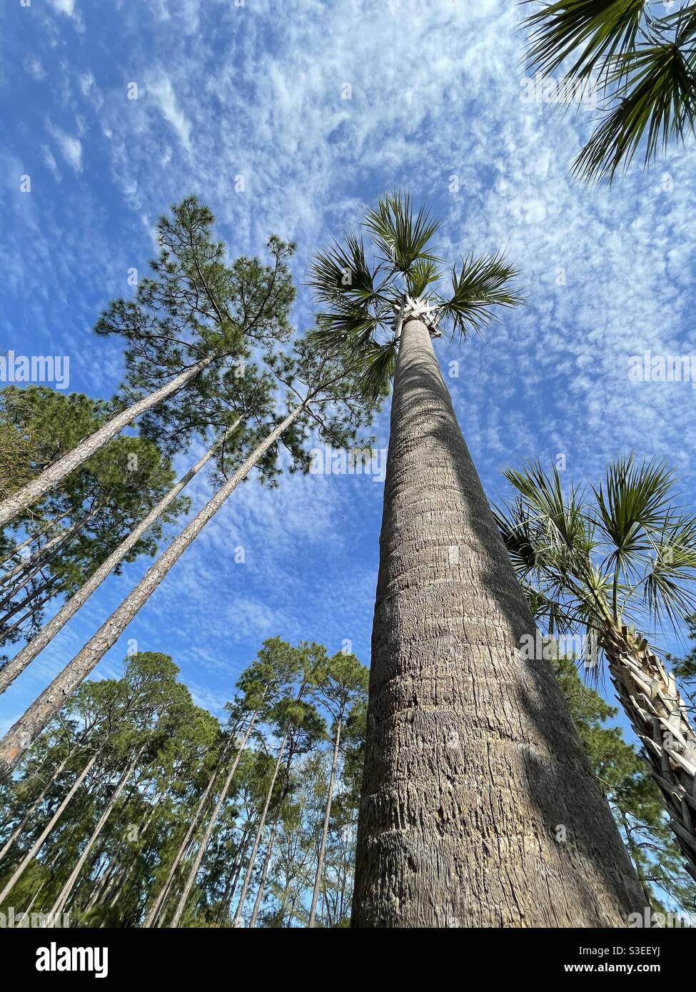 Trees perspective hi-res stock photography and images - Alamy