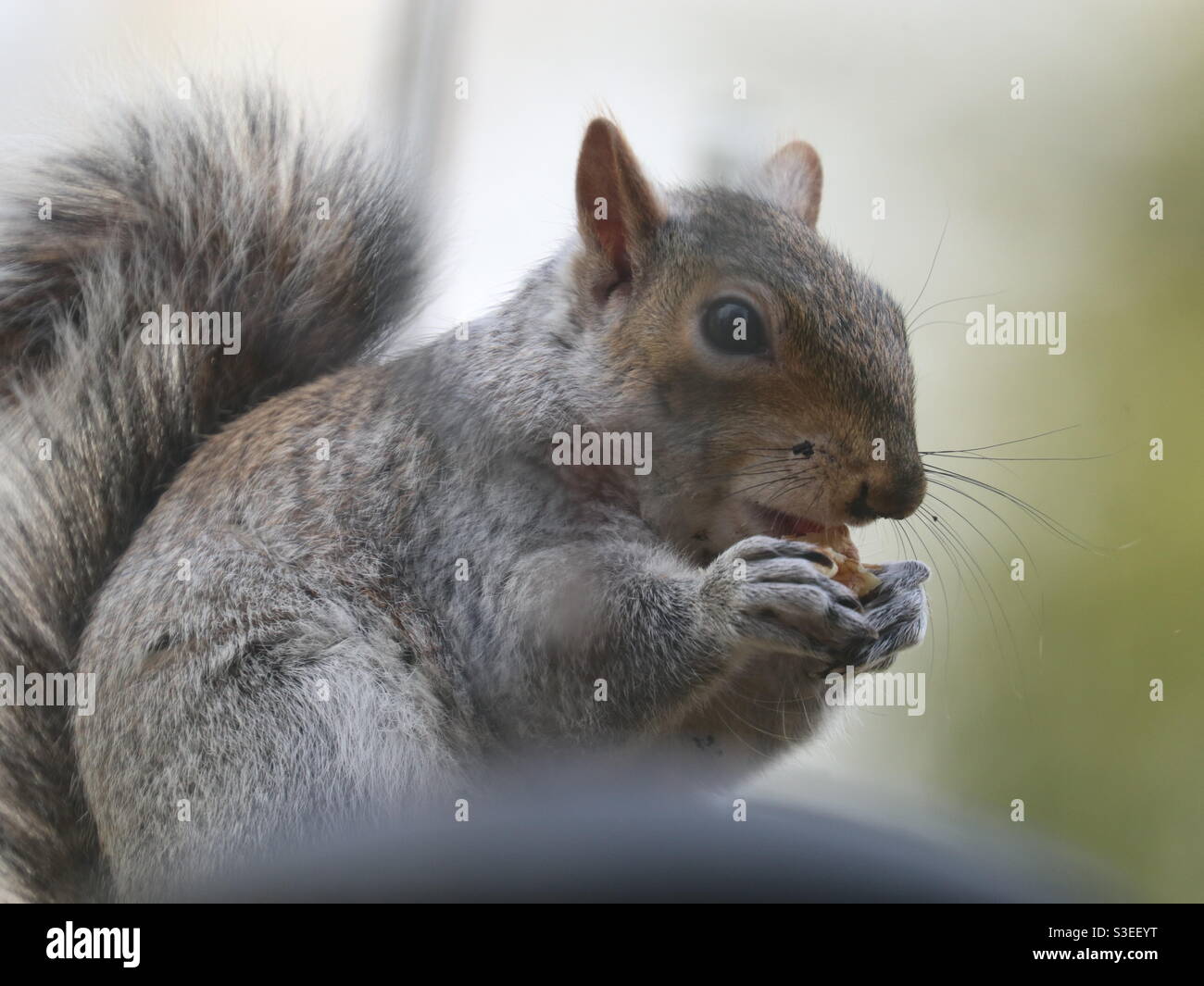 Eating quietly hi-res stock photography and images - Alamy