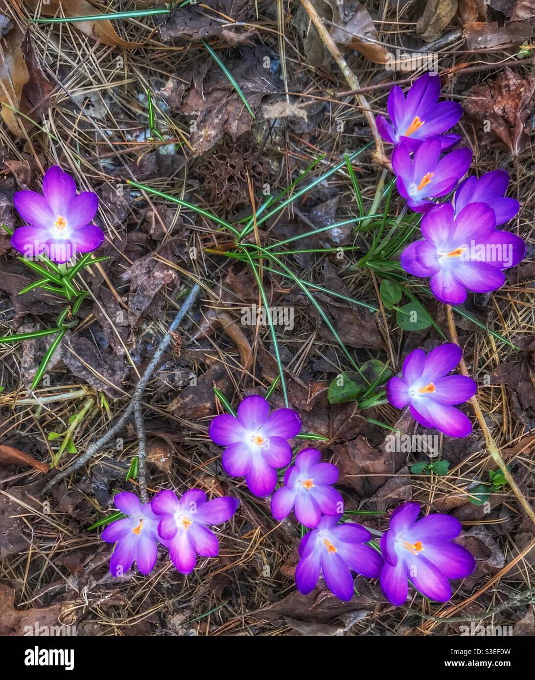 Purple croci hi-res stock photography and images - Alamy