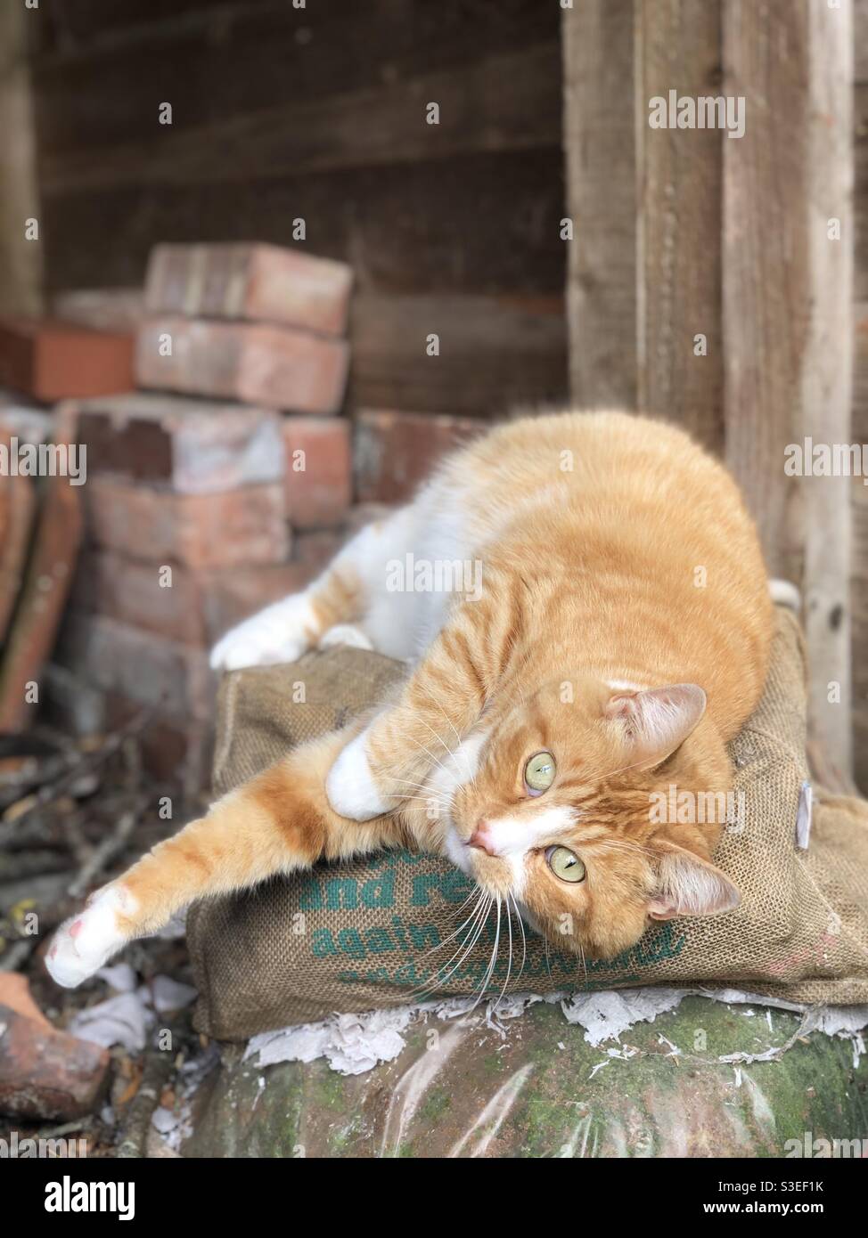 Reclining cat hi-res stock photography and images - Alamy