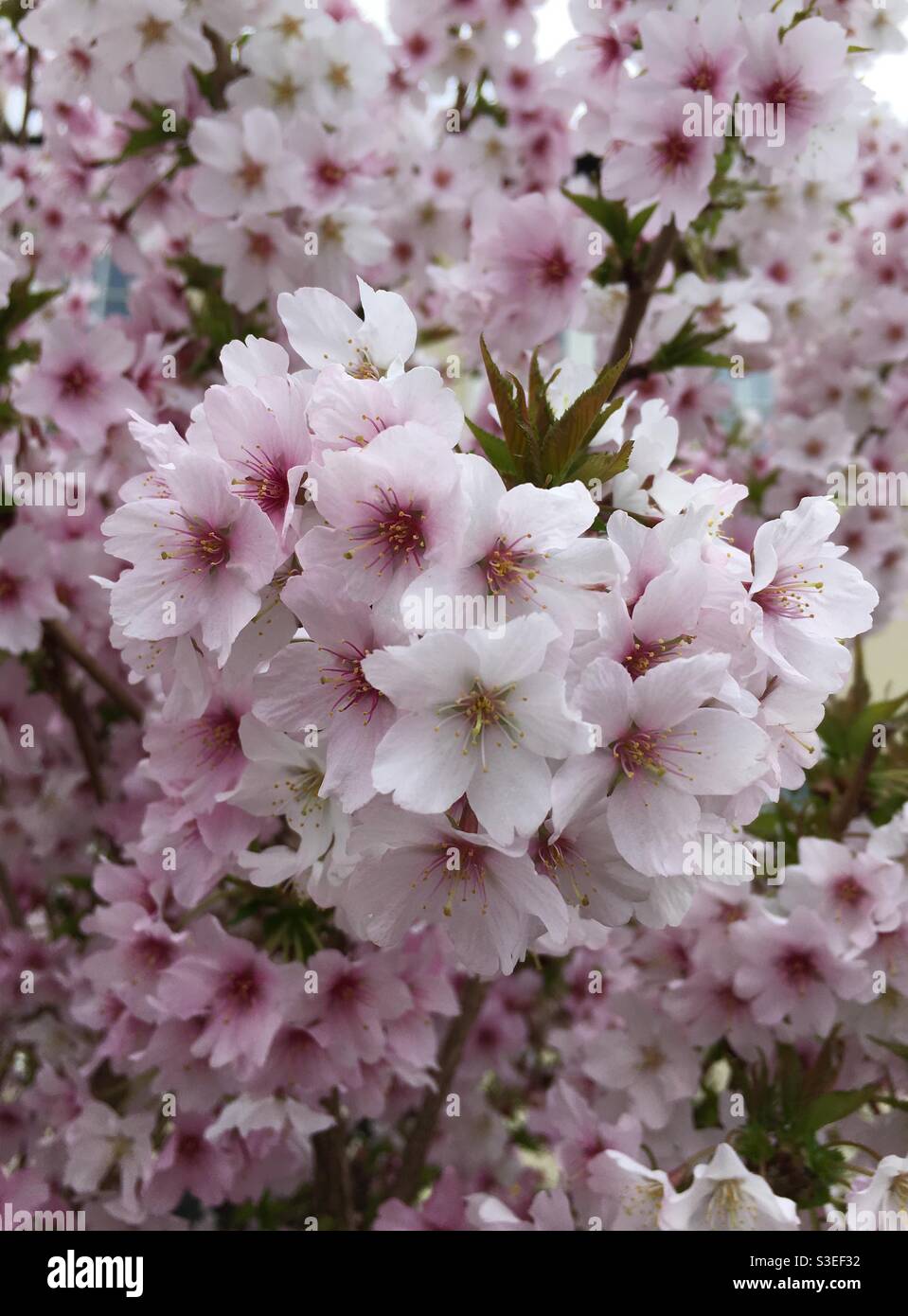 Pink blossom tree hi-res stock photography and images - Alamy