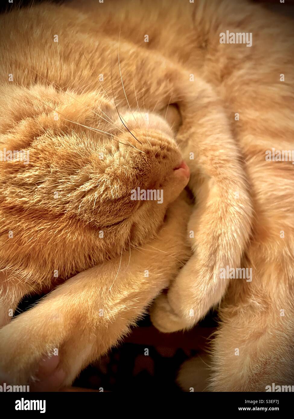 Ginger cat sleeping hi-res stock photography and images - Alamy