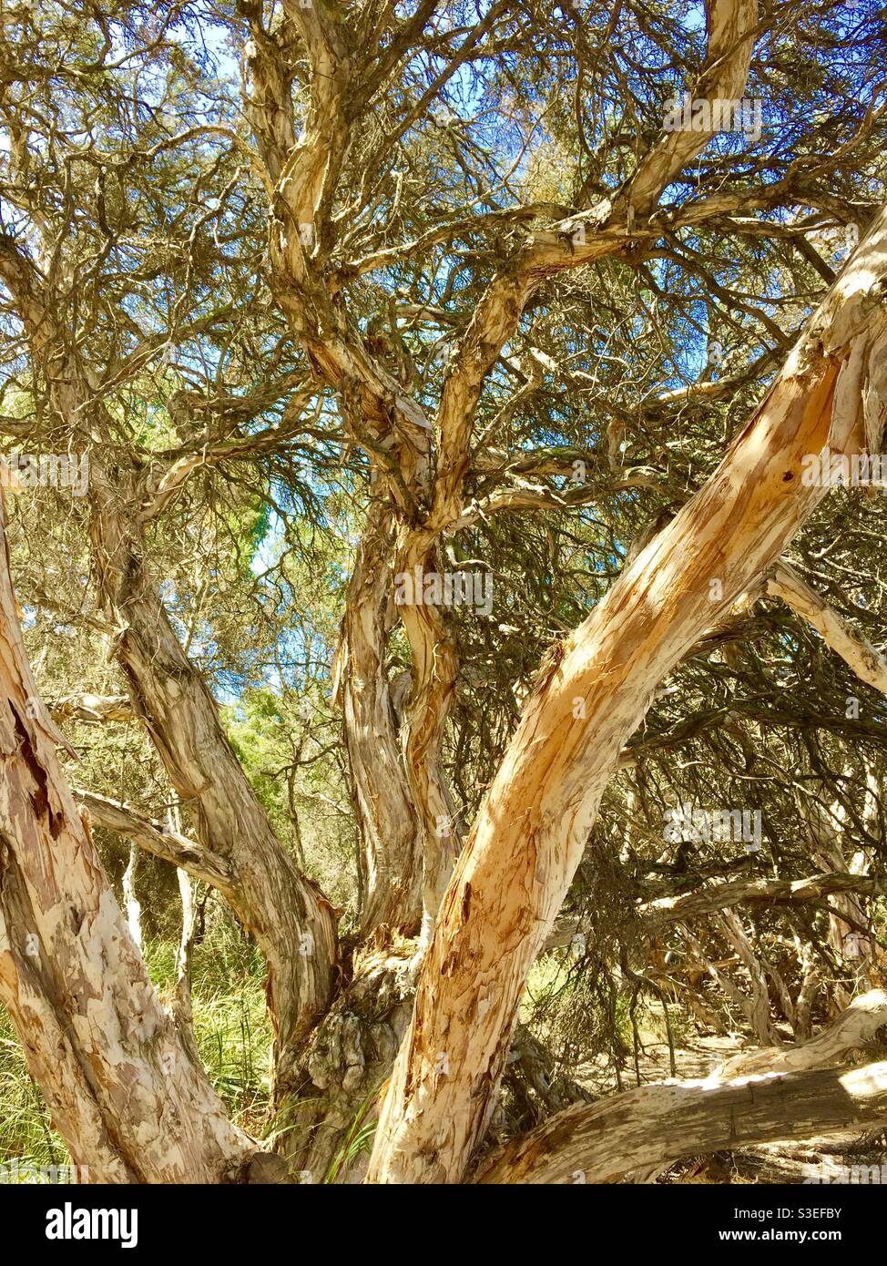 Gum trees hi-res stock photography and images - Alamy