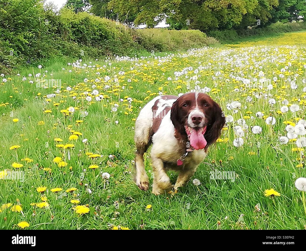 Dog running in field hi-res stock photography and images - Alamy