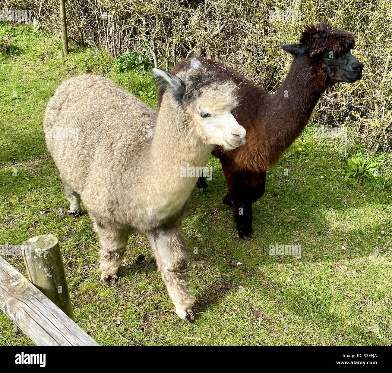 Lane house alpacas Stock Photo - Alamy