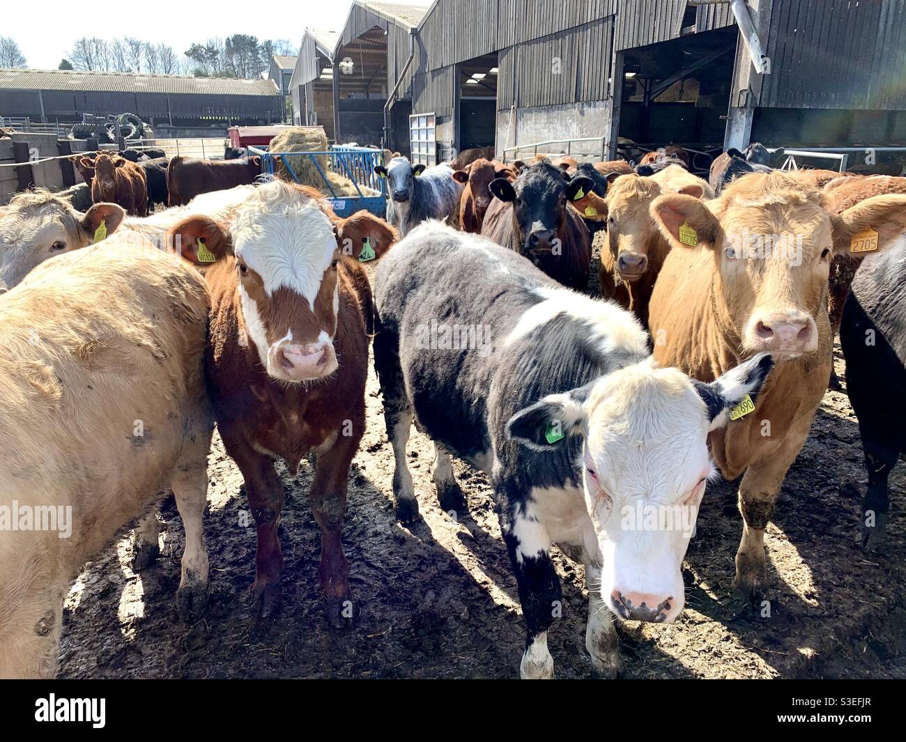 Yard farmyard hi-res stock photography and images - Alamy