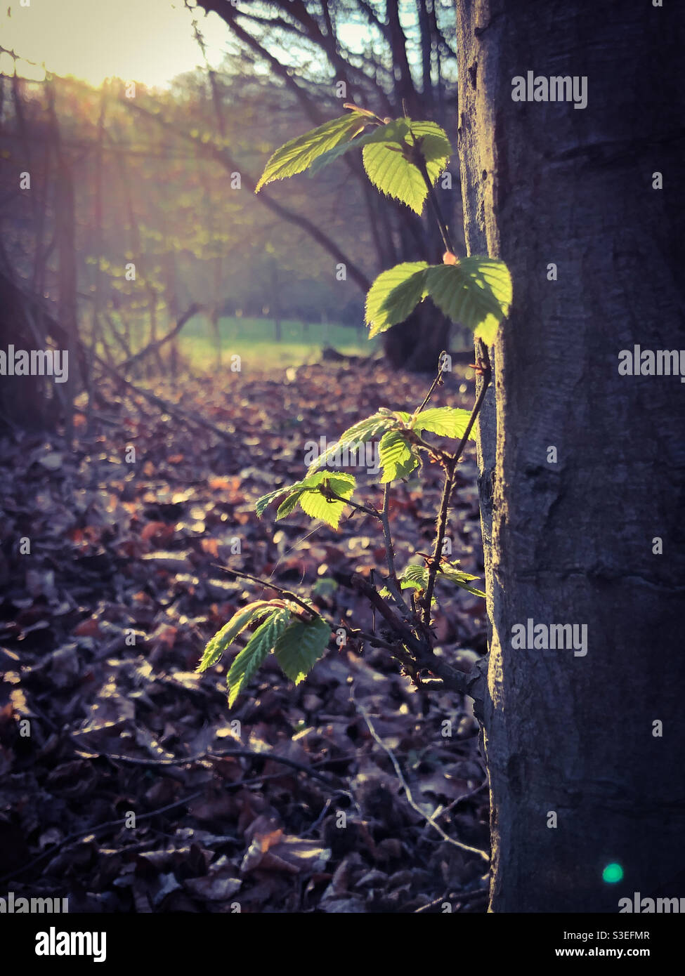 Wood Spring Season Details Stock Photo - Alamy