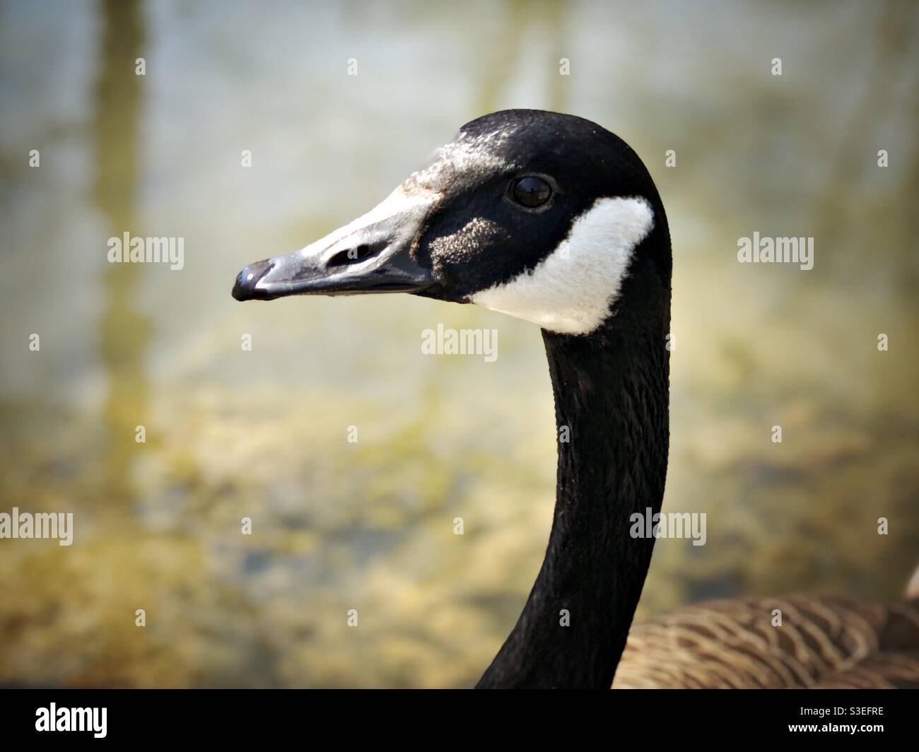 Canadian goose hi-res stock photography and images - Alamy