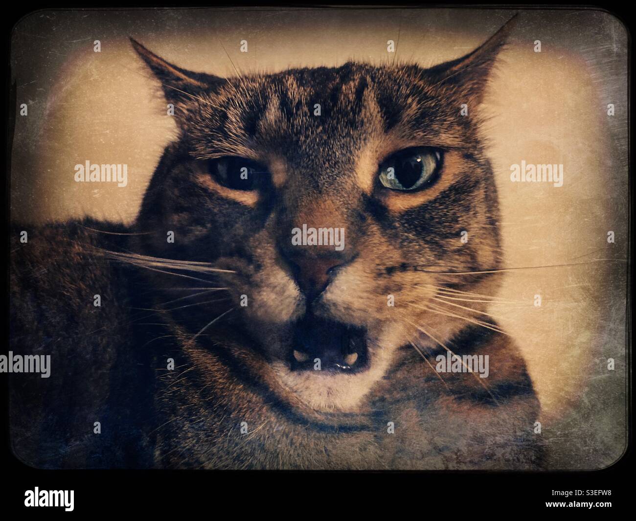 Talking tabby cat Stock Photo - Alamy