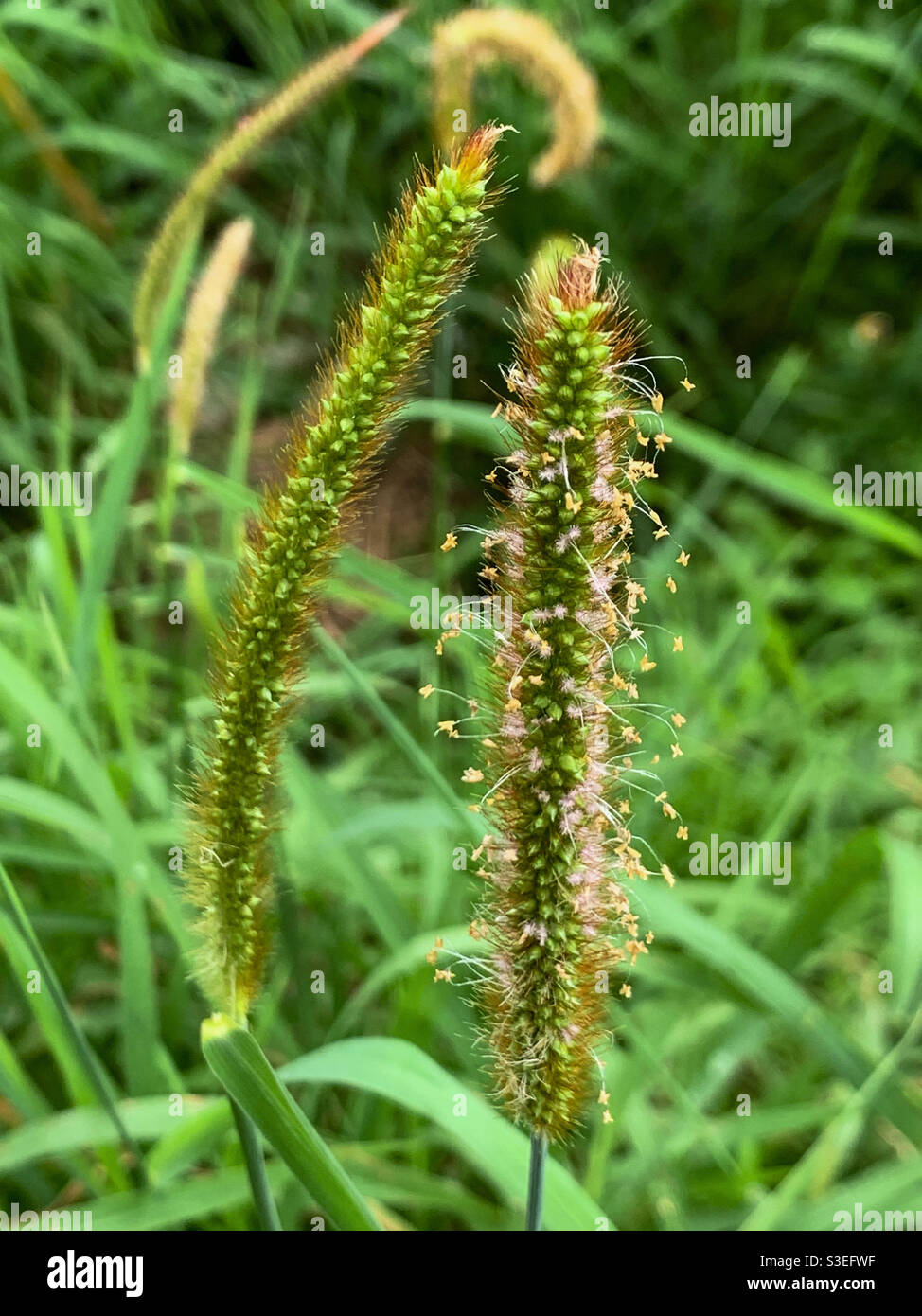 Australian weeds hi-res stock photography and images - Alamy
