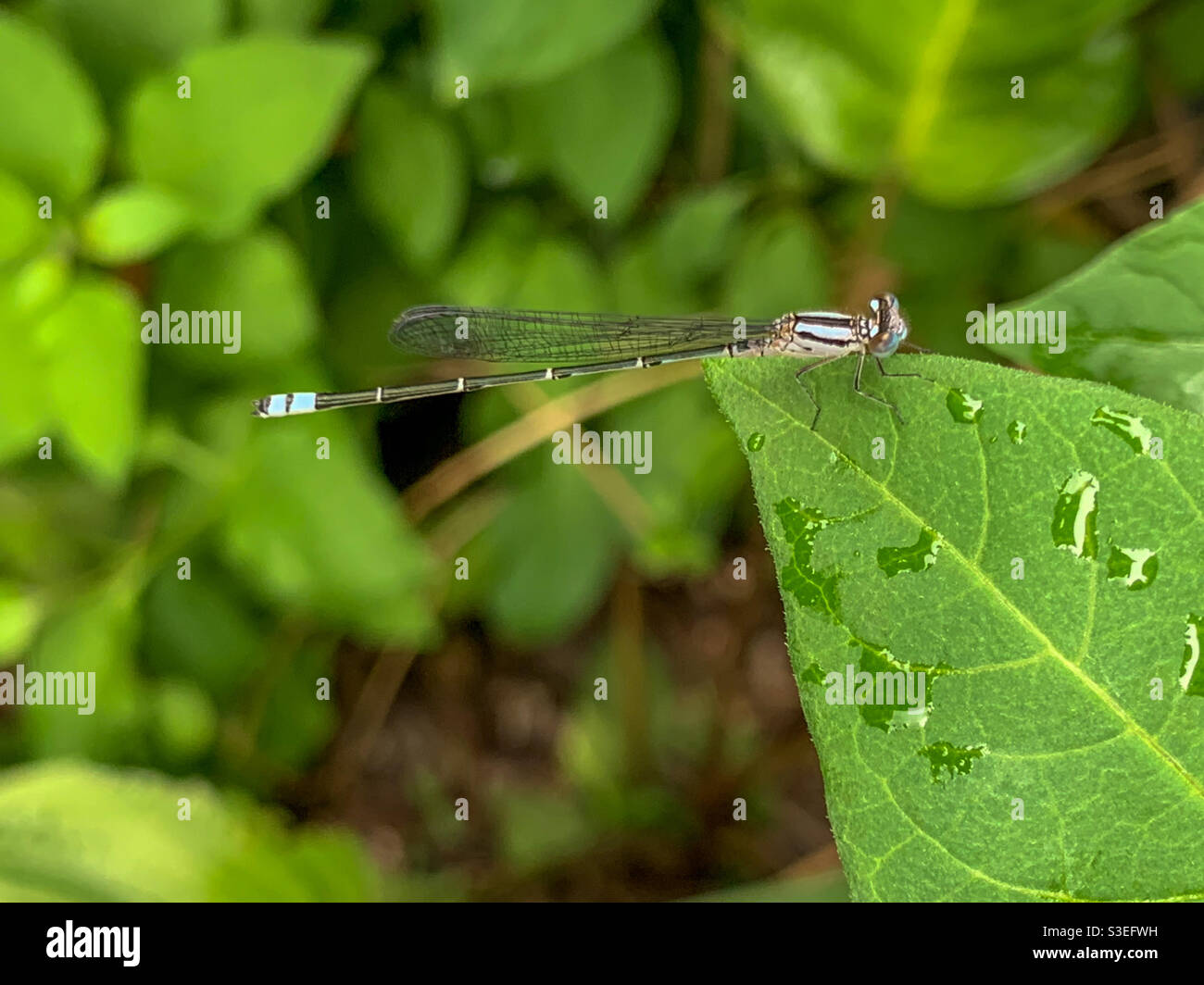 Fragile but tough, a delicate pastel blue and black dragon fly on a ...