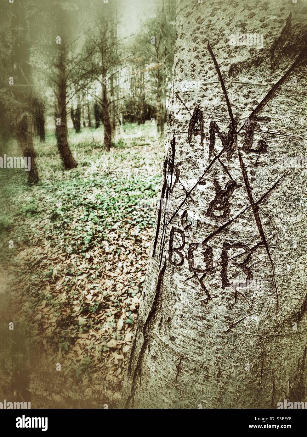 Carved initials in a tree trunk Stock Photo - Alamy