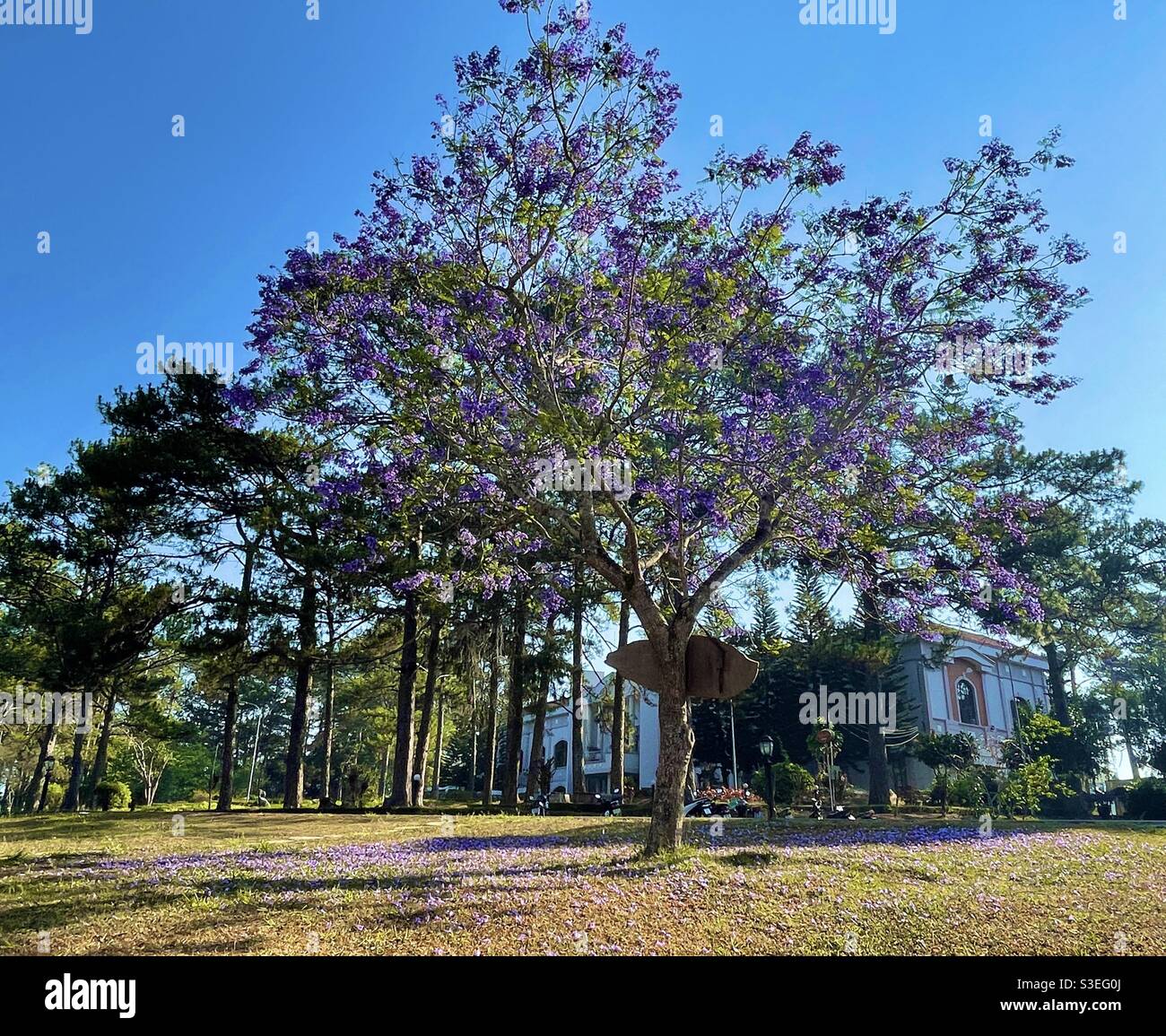 purple phoenix season Stock Photo - Alamy