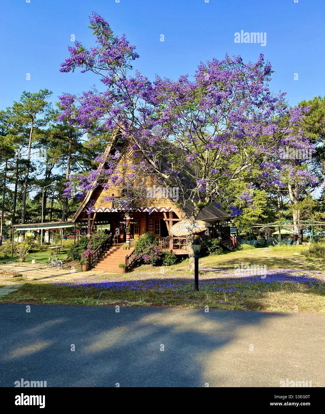 Phoenix violet hi-res stock photography and images - Alamy