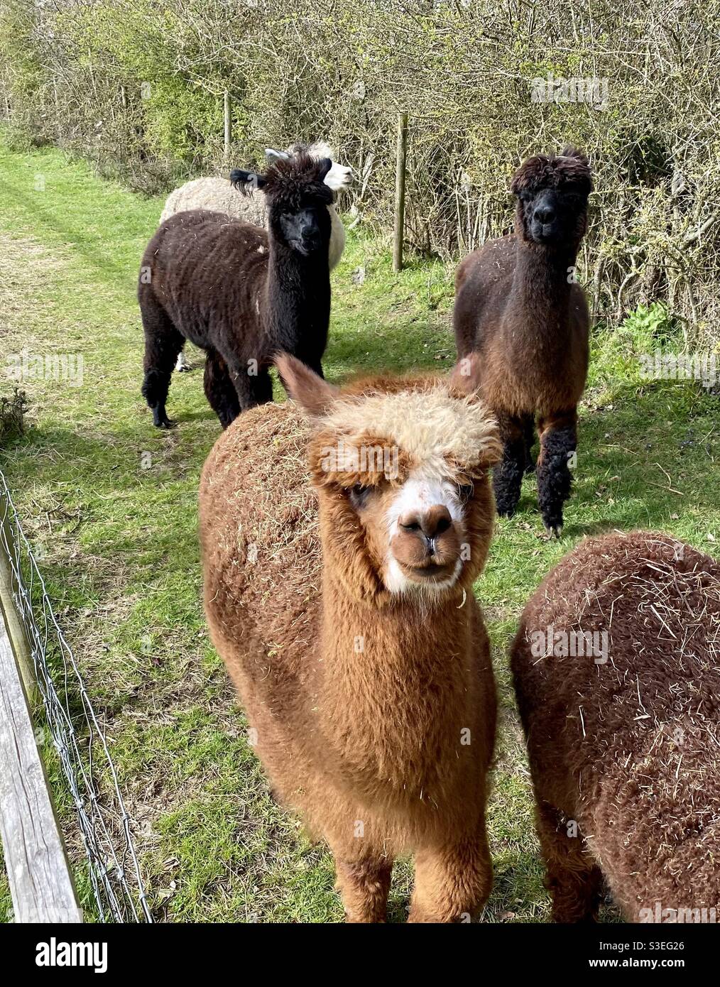 Lane house alpacas Stock Photo - Alamy
