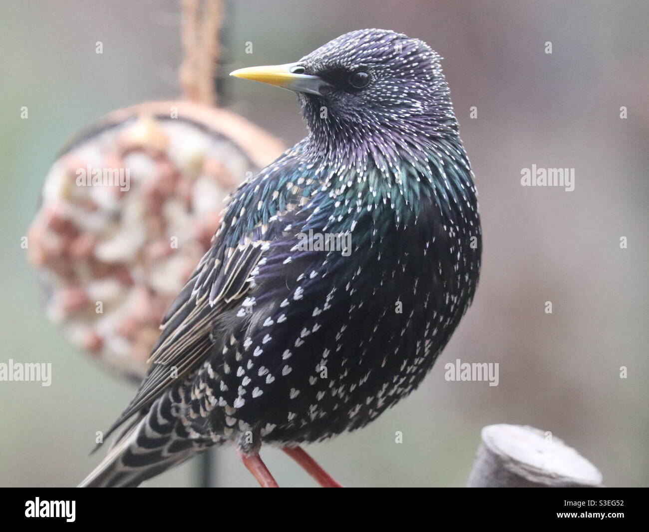 Common Starling in spring sunshine Stock Photo - Alamy