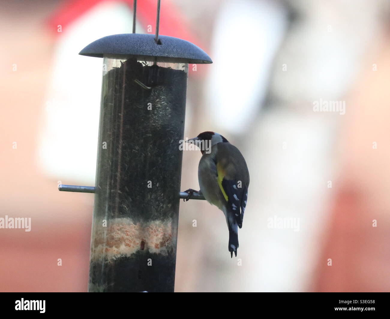Niger seeds hi-res stock photography and images - Alamy