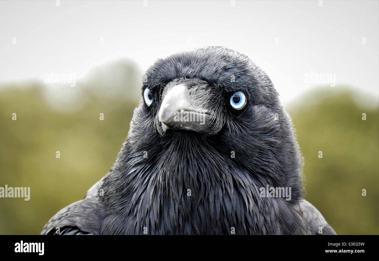 Crow eyes hi-res stock photography and images - Alamy