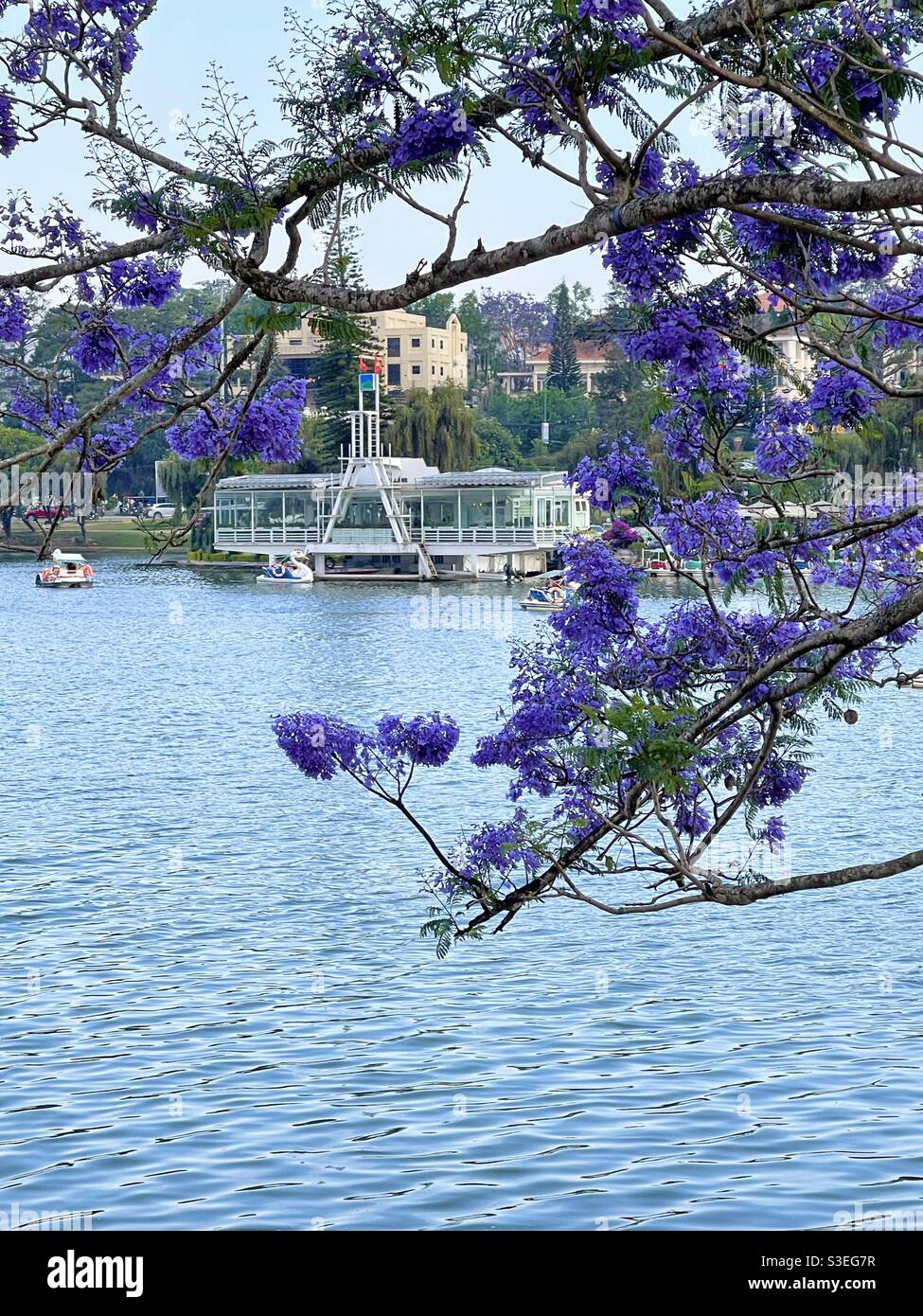 Purple phoenix by the lake Stock Photo - Alamy