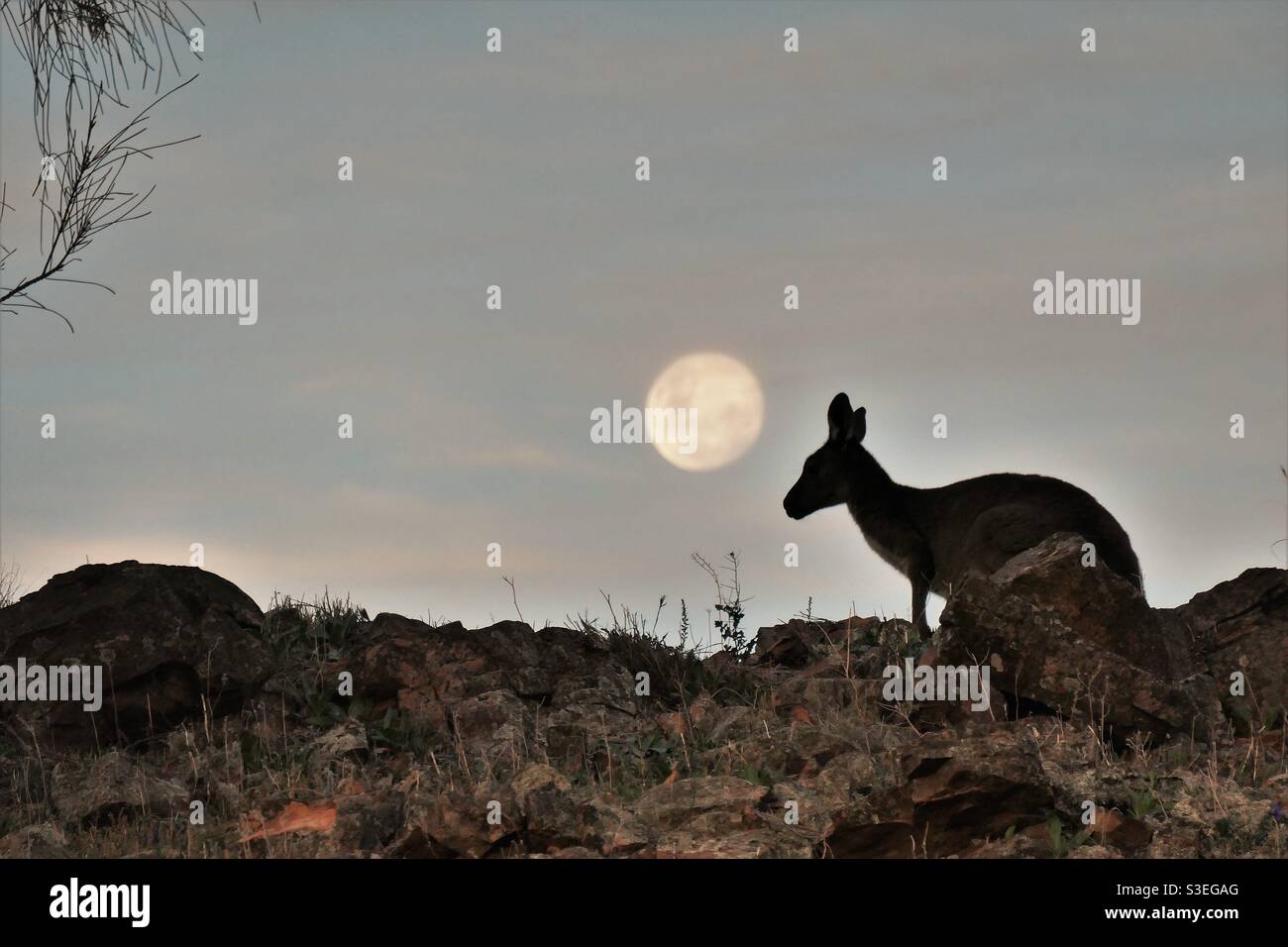 Australian moon hi-res stock photography and images - Alamy