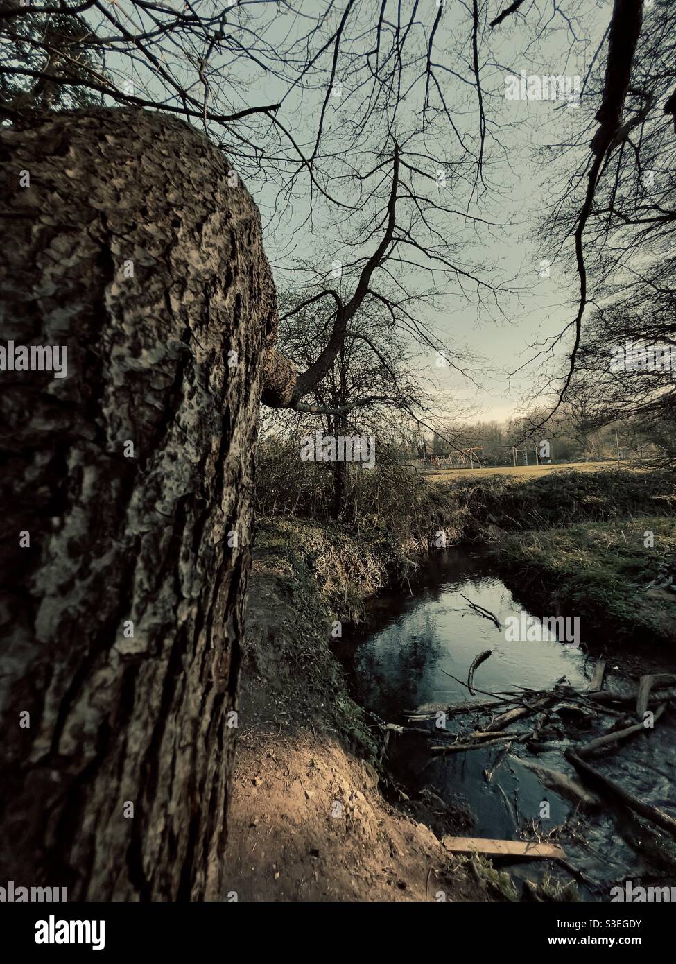 Forest photo shoot hi-res stock photography and images - Alamy