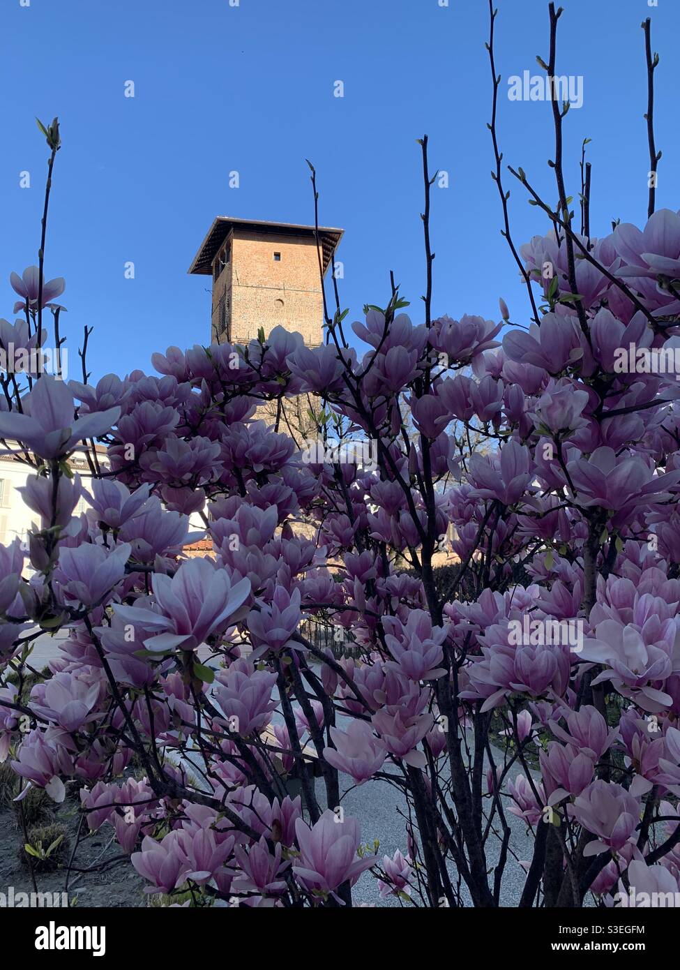 Magnolia tree and Torre dei Gorani. Milan, Italy Stock Photo - Alamy