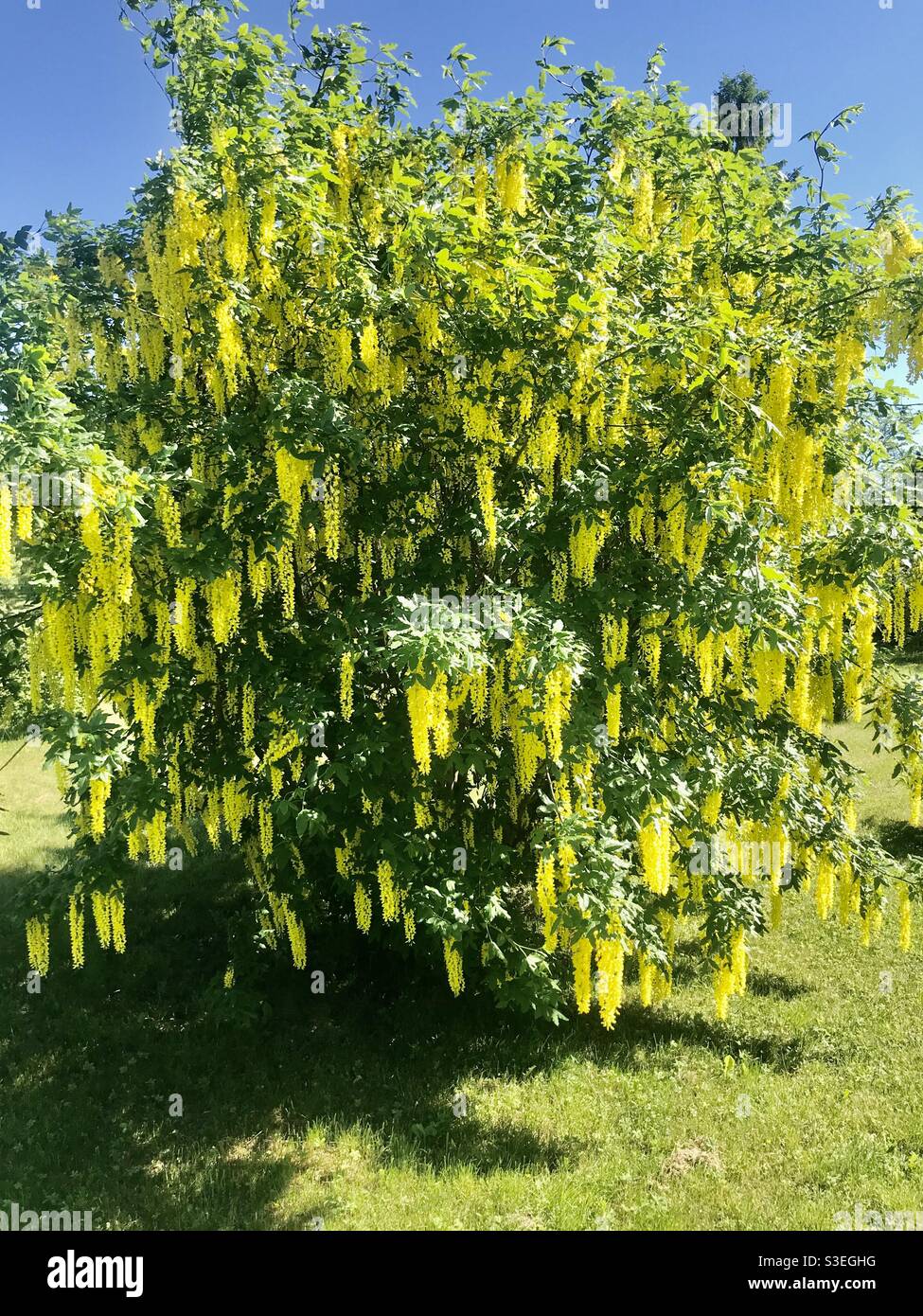 Golden bush hi-res stock photography and images - Alamy