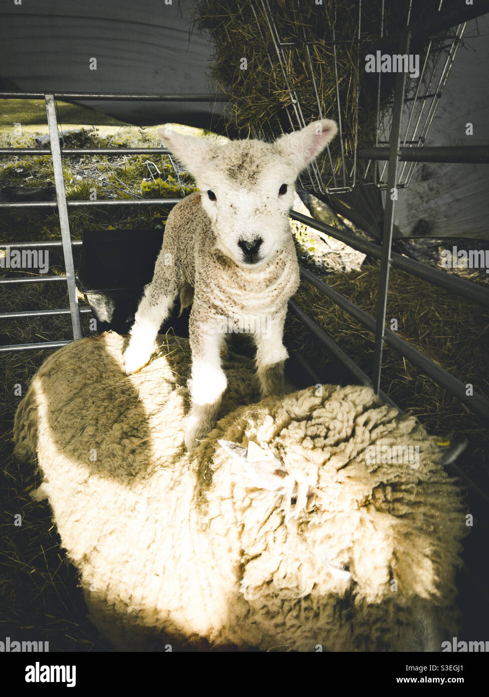 Spring Lamb standing on mother’s back Stock Photo - Alamy