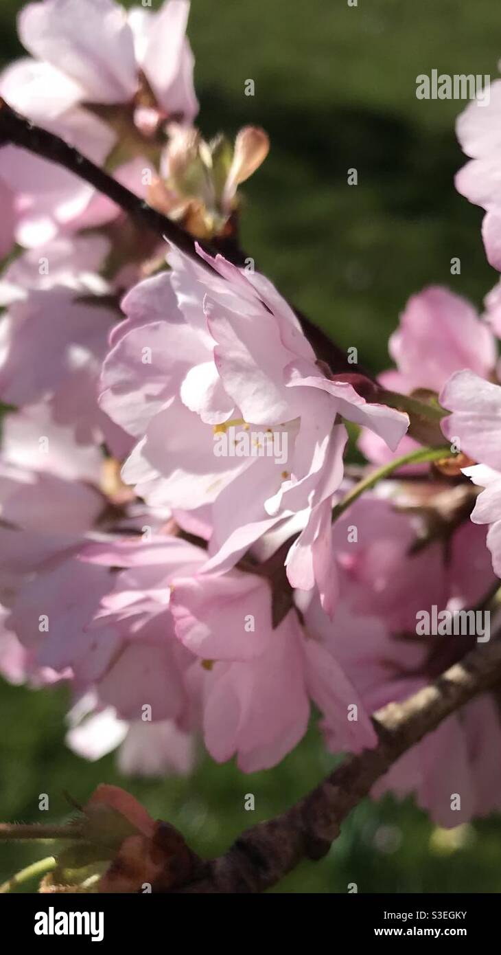 Pink cherry blossom Stock Photo - Alamy
