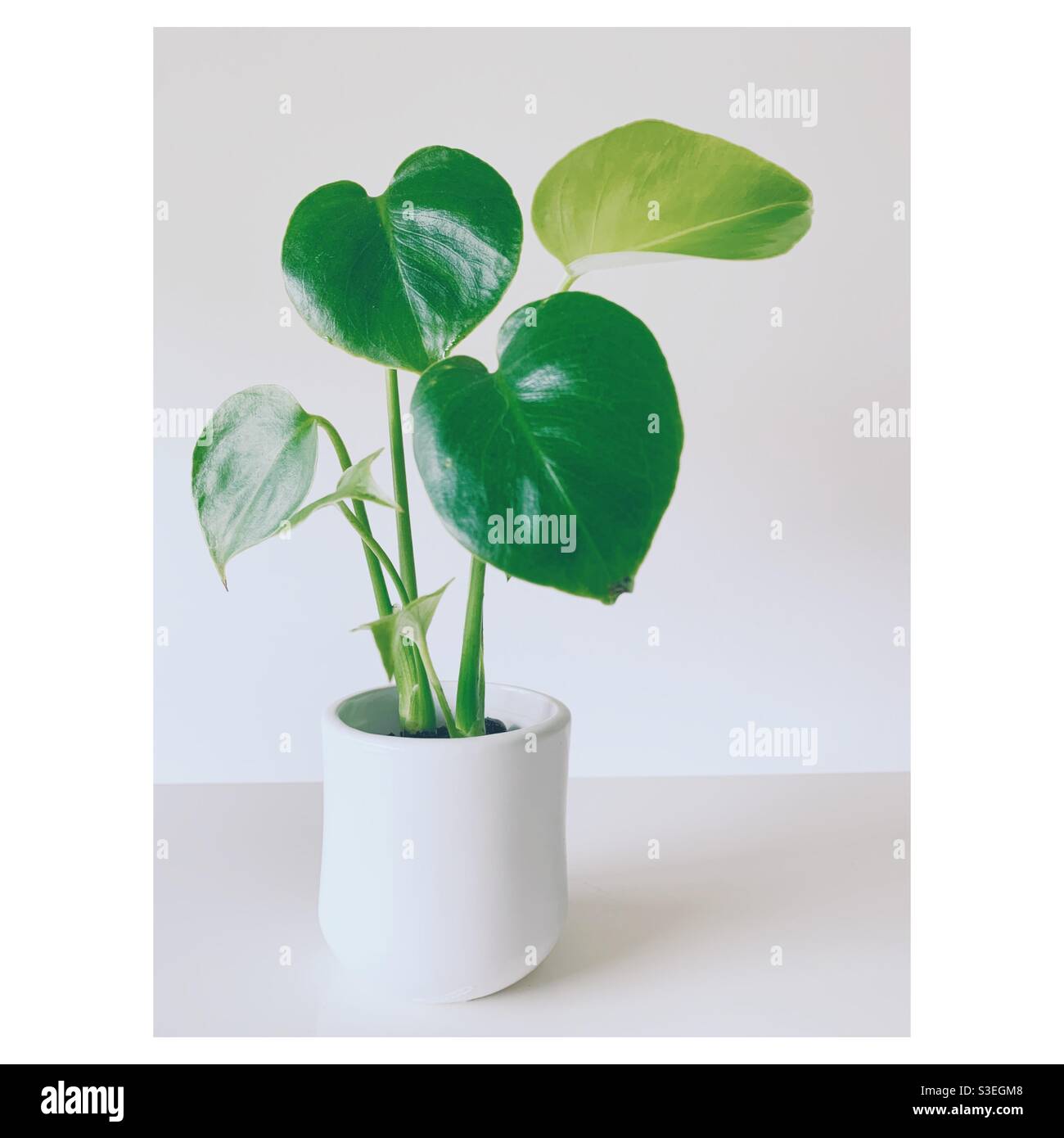 Minimalist plants hi-res stock photography and images - Alamy