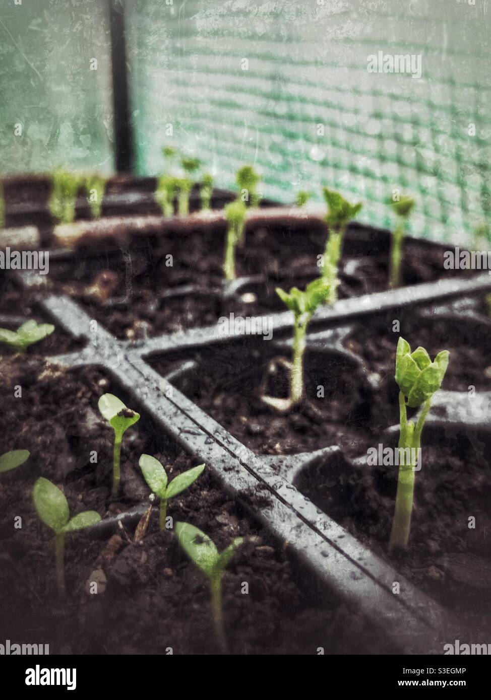 Greenhouse seedling hi-res stock photography and images - Alamy