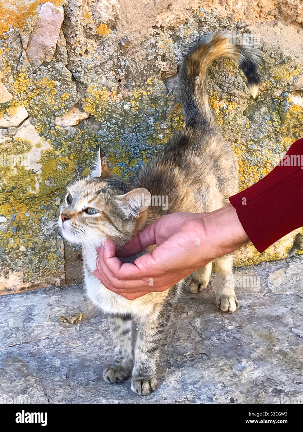 Stroke cat hand hi-res stock photography and images - Alamy