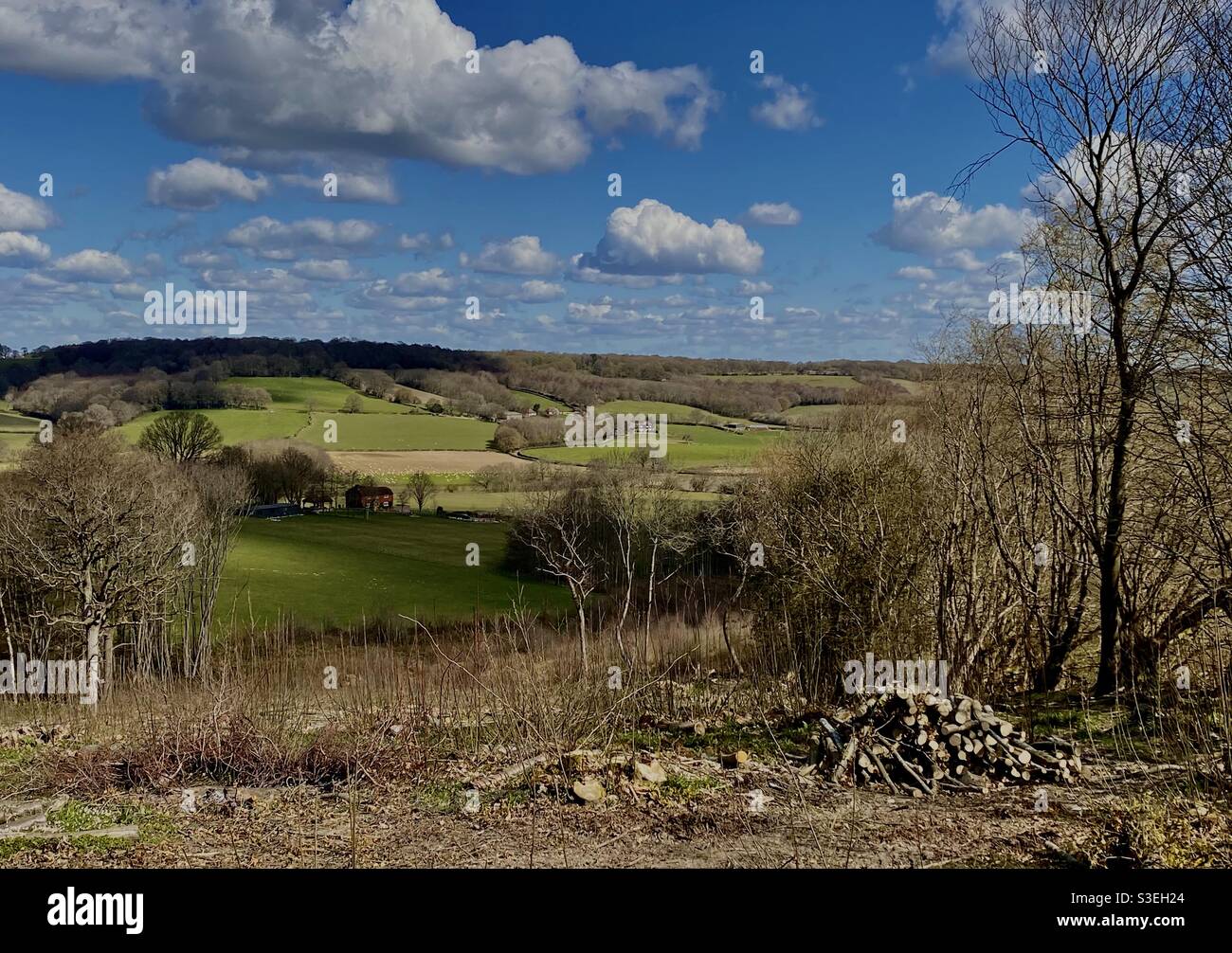 Cutting piles trees hi-res stock photography and images - Alamy