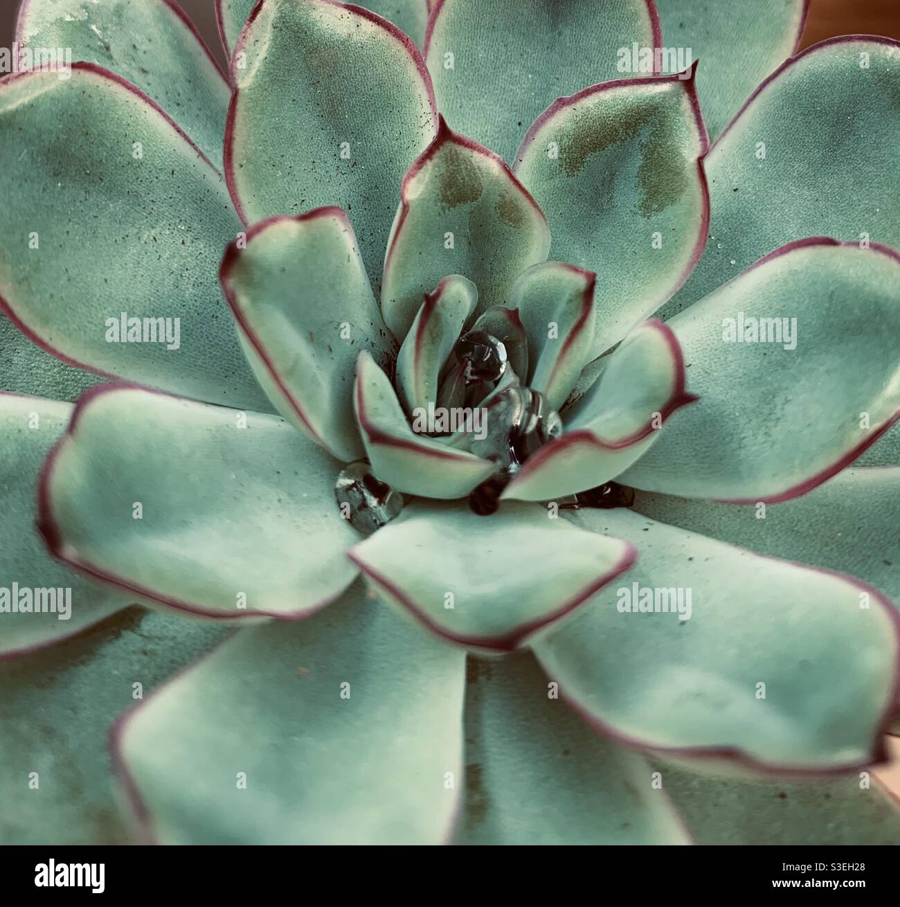 Plant being watered hi-res stock photography and images - Alamy
