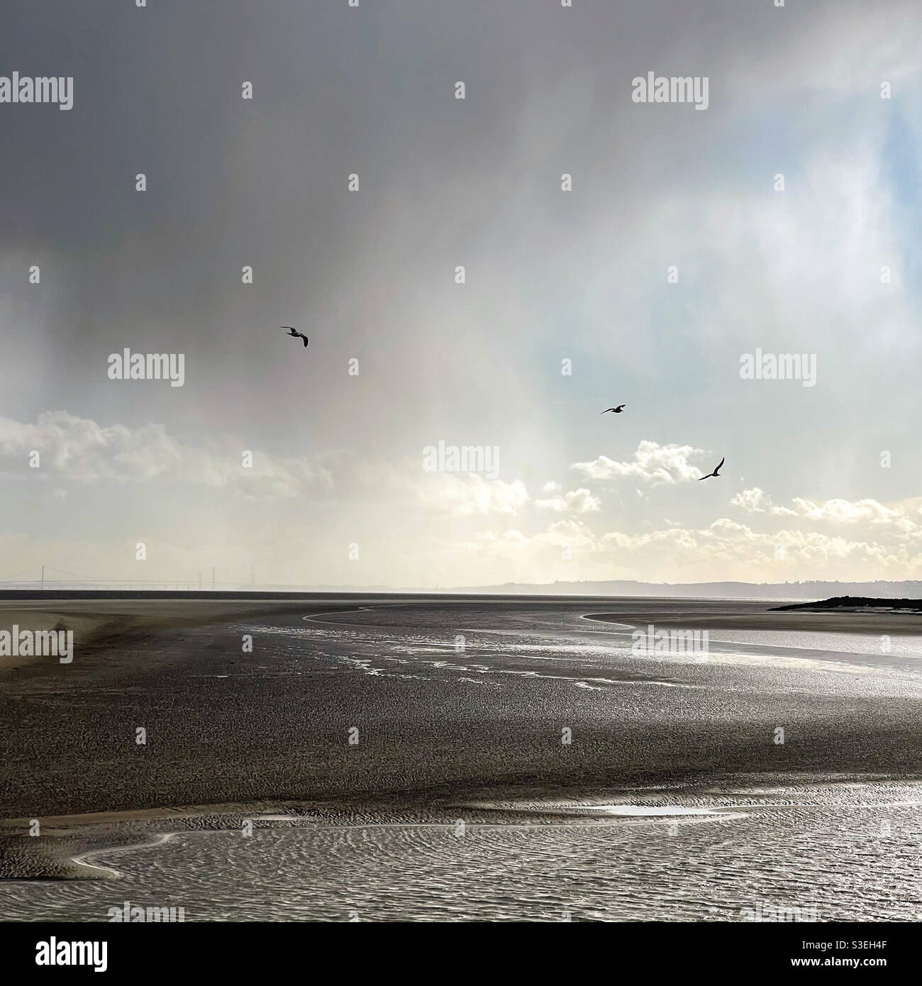 Birds flying high Stock Photo - Alamy