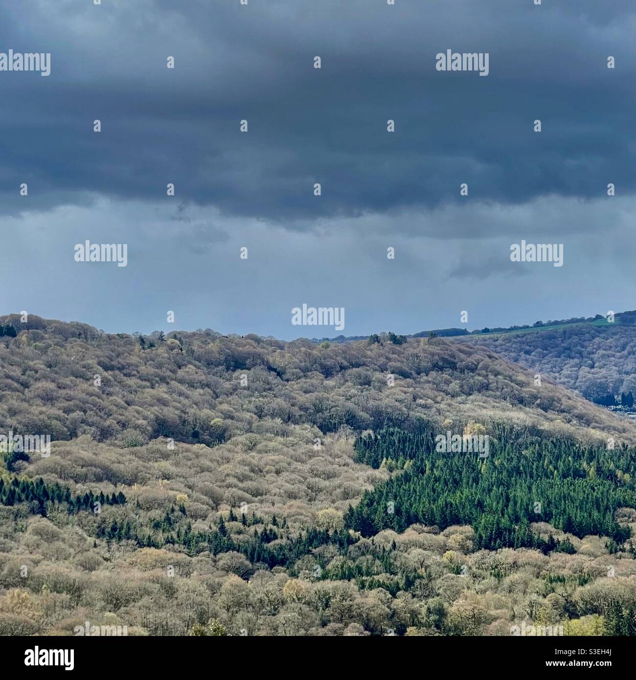 High above the trees Stock Photo - Alamy