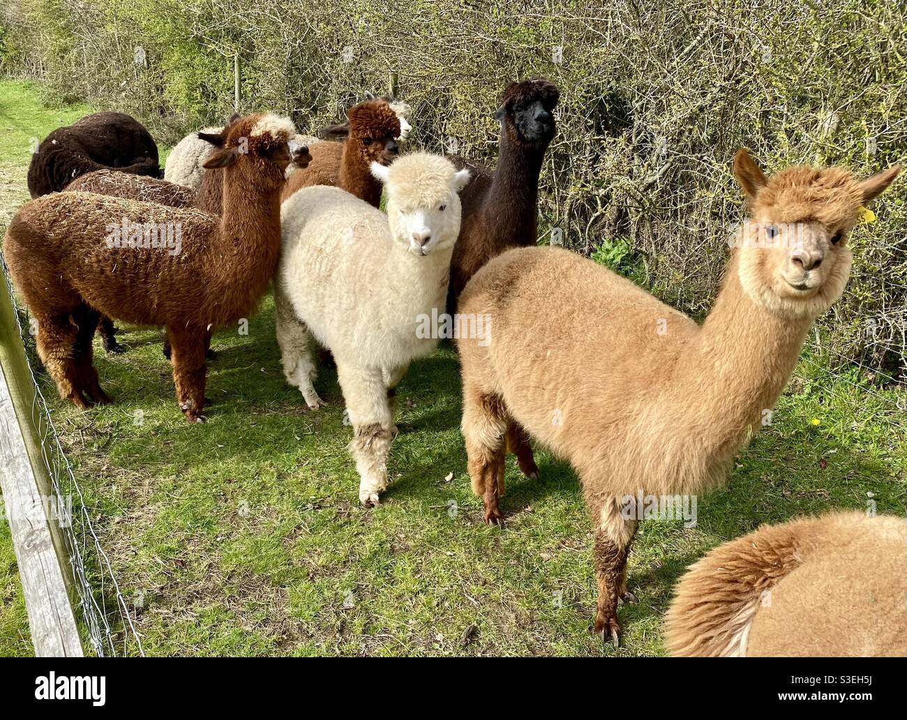 Walking with alpacas hi-res stock photography and images - Alamy
