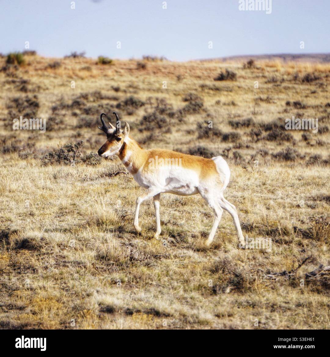 Pronghorn on the range hi-res stock photography and images - Alamy
