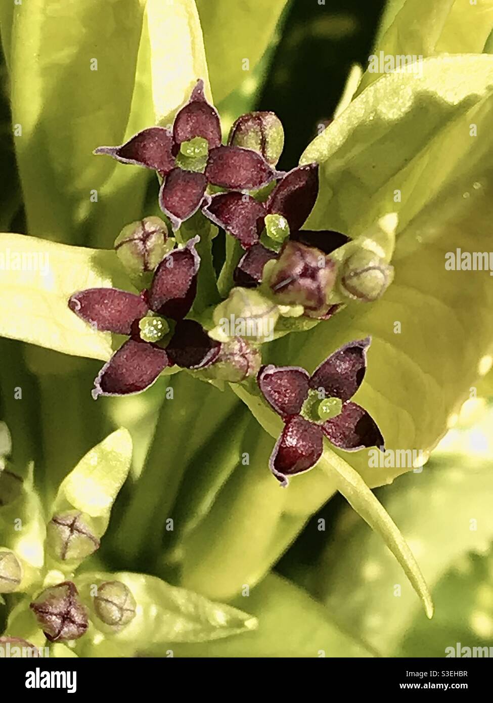 Flowers of the Aucuba japonica Spring 2021 Stock Photo - Alamy