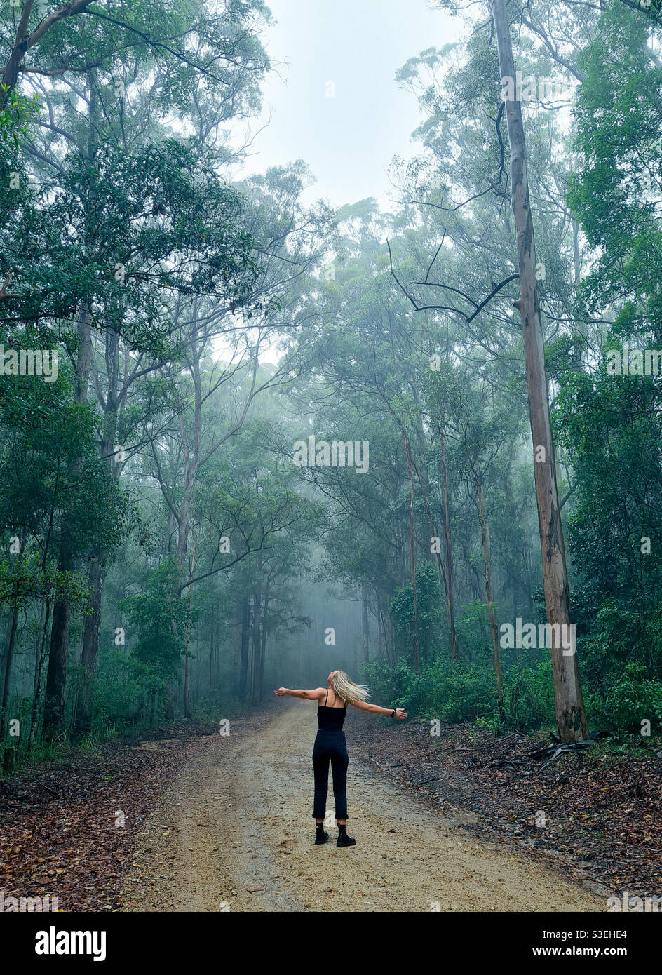 Rainy forest hi-res stock photography and images - Alamy