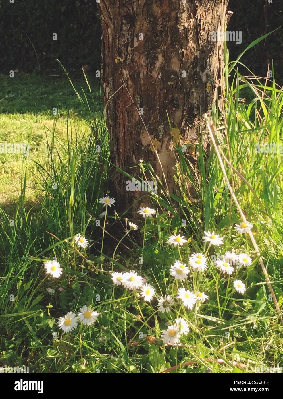 Daisy tree bark hi-res stock photography and images - Alamy