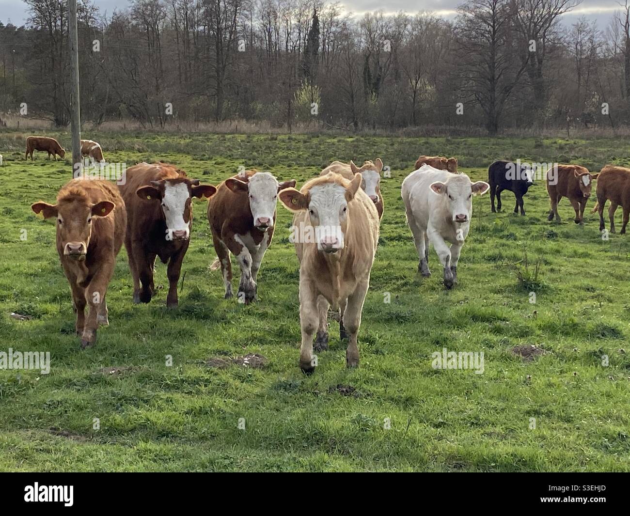 Stampede of cows hi-res stock photography and images - Alamy